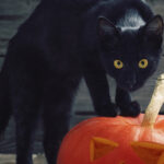 Pourquoi le chat noir est un symbole de l’Halloween - WeMystic France
