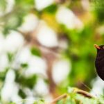 La signification spirituelle du merle - WeMystic France