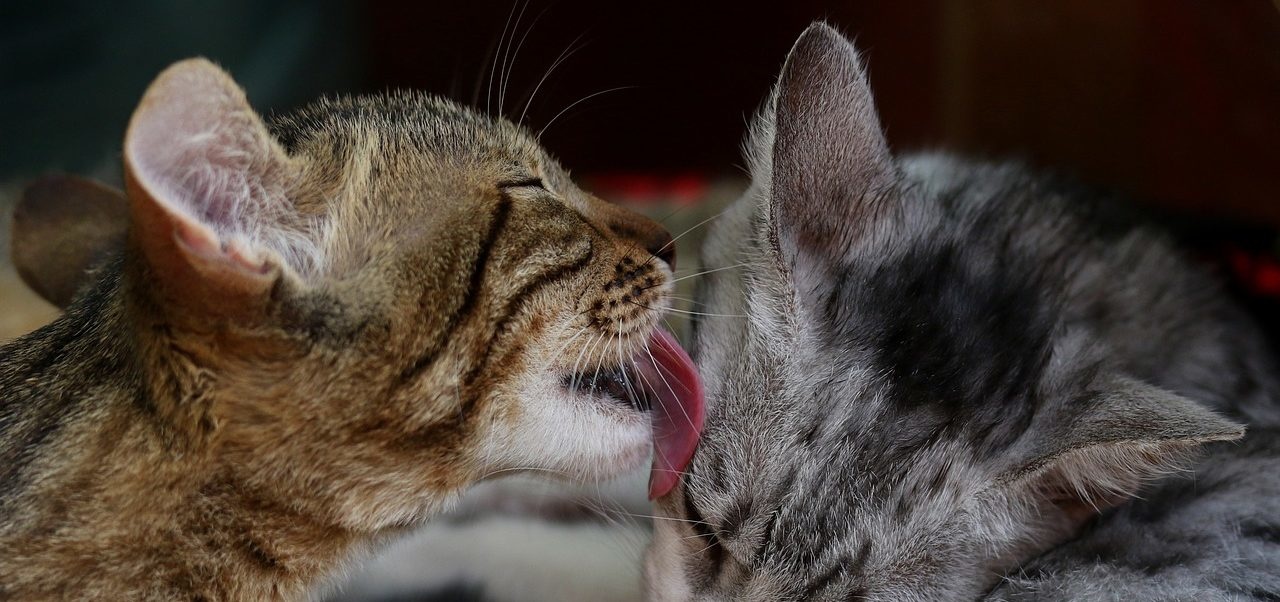 Chats qui se sentent le museau : explication - WeMystic France