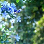 La fleur de Bach Cerato : bienfaits et utilisations - WeMystic France