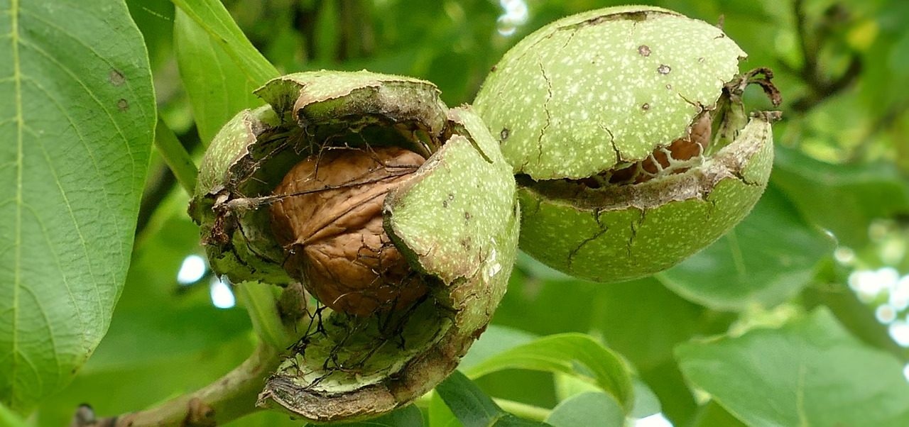 Le noyer : avantages et bienfaits pour la santé - WeMystic France