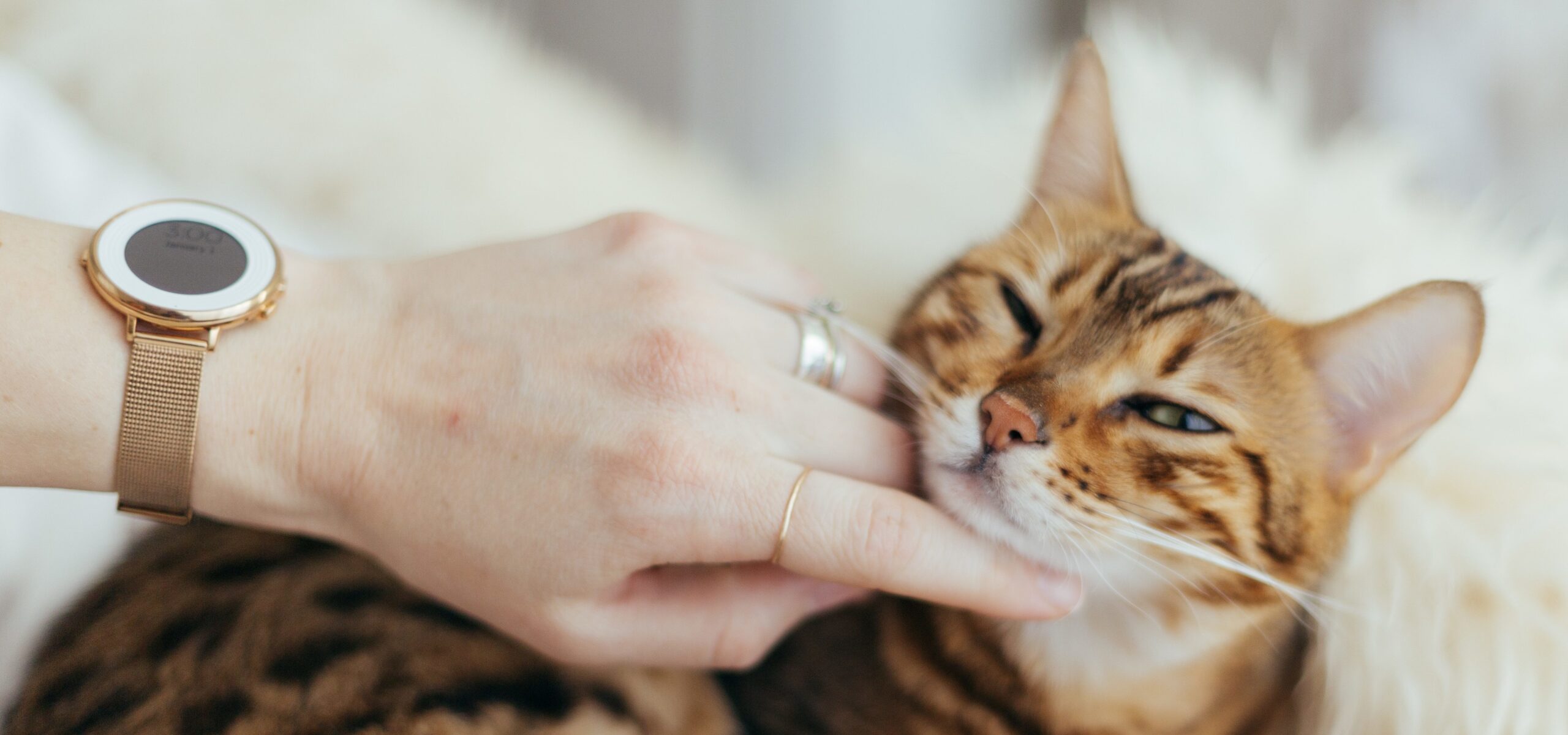 Le ronronnement du chat : quelles significations ? - WeMystic France