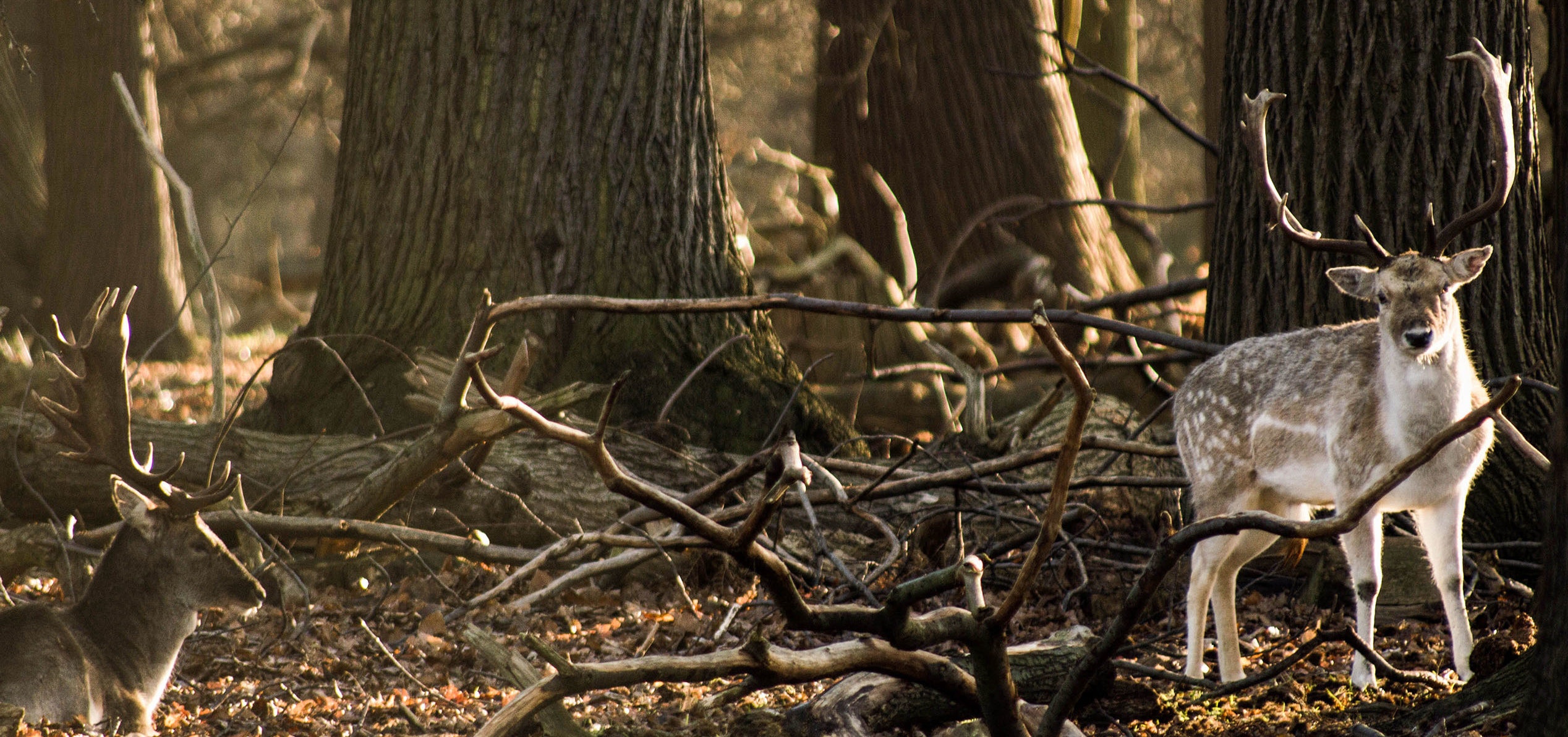 Le cerf est un animal mythique : histoire du roi de la forêt - WeMystic ...