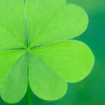 La signification du trèfle à quatre feuilles - WeMystic France