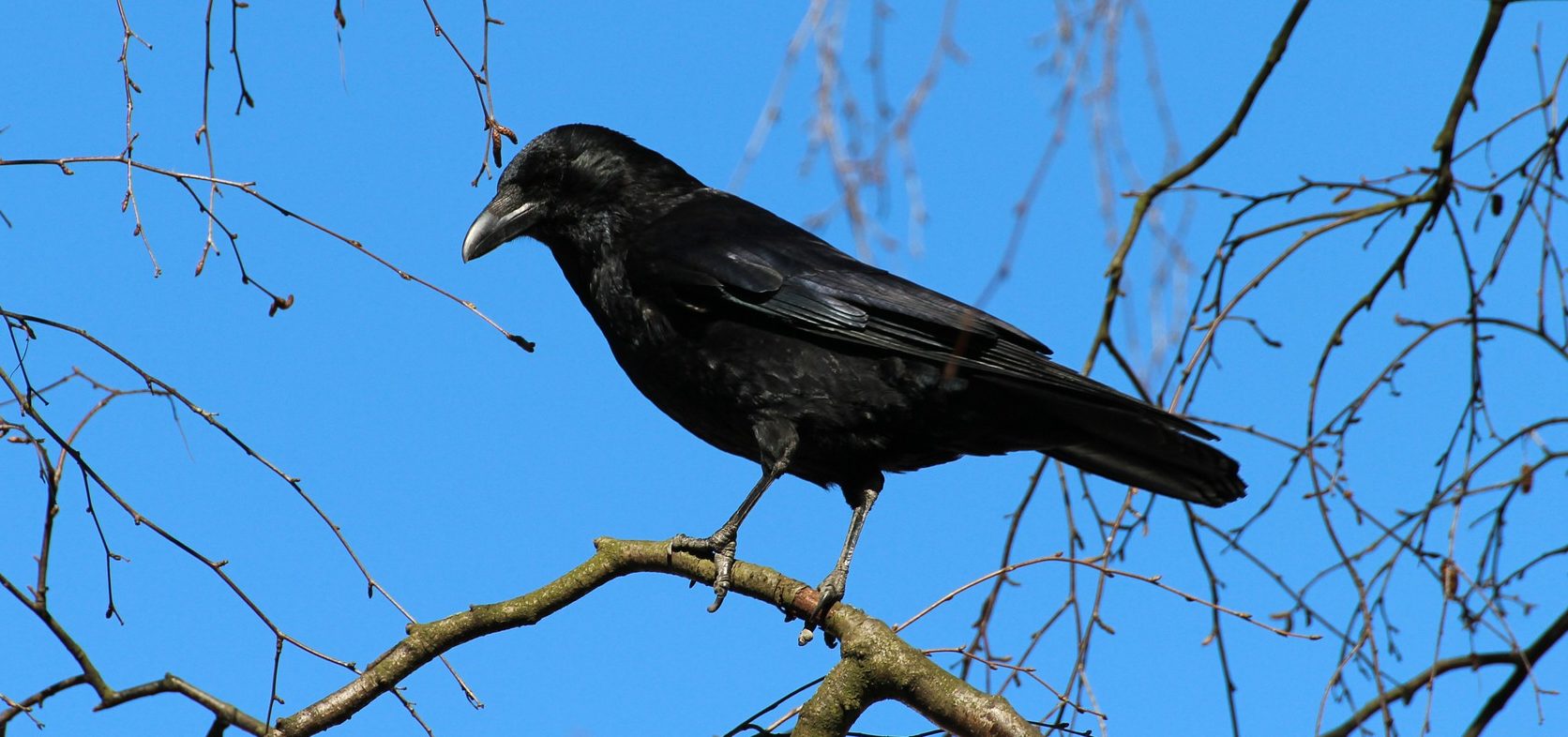 L’animal totem du corbeau et son symbolisme - WeMystic France
