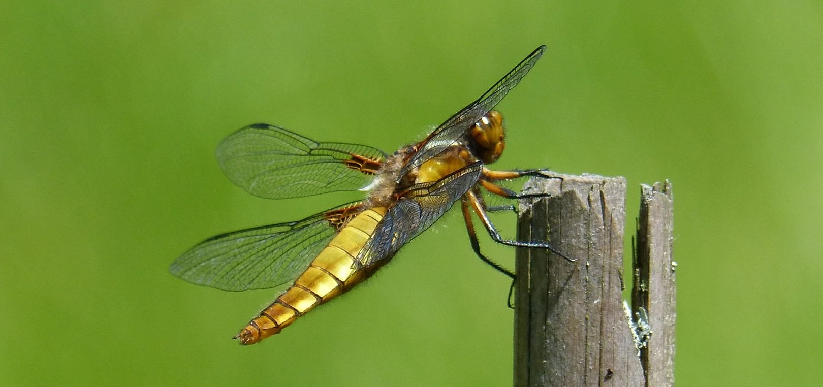 L’animal totem de libellule et son symbolisme - WeMystic France