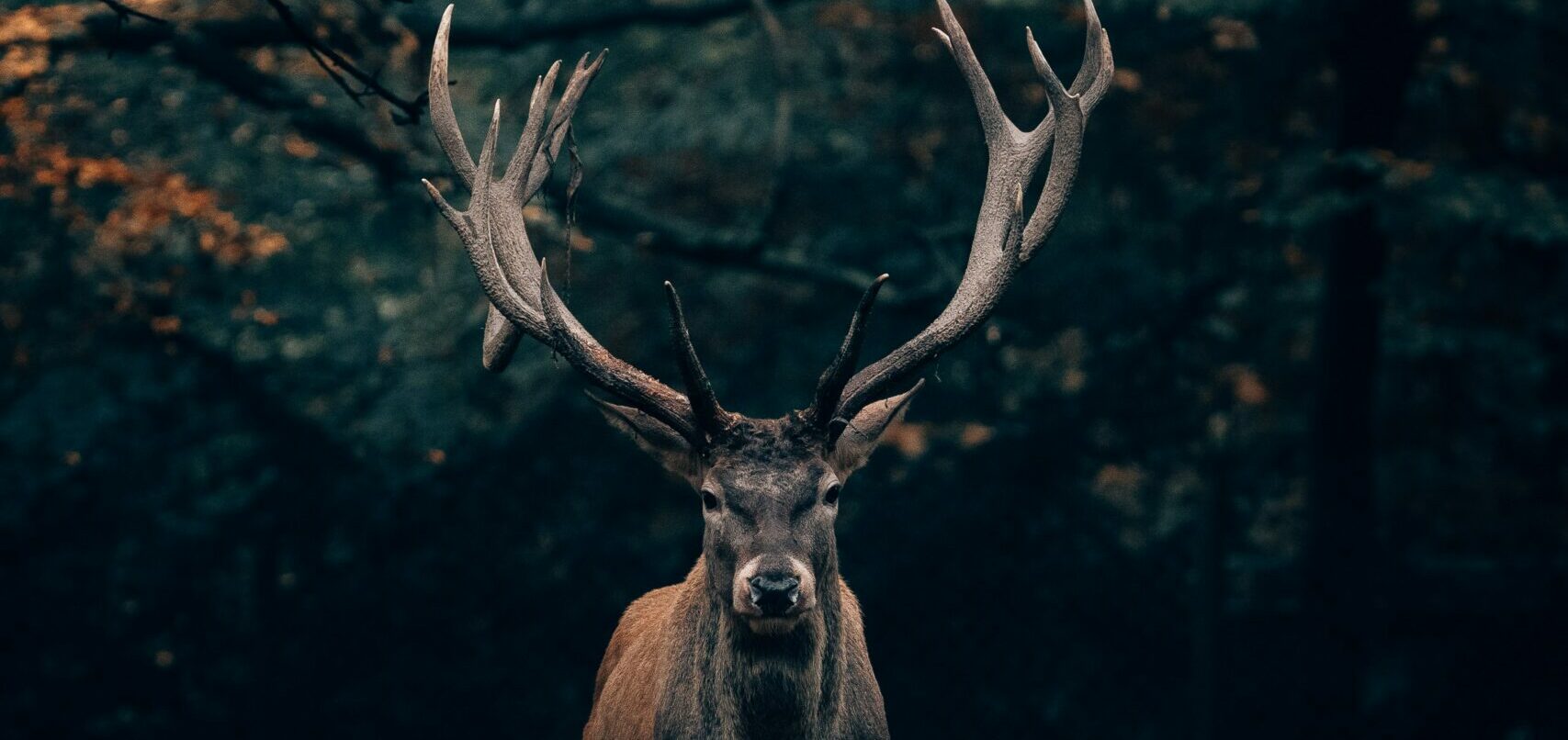 Le cerf est un animal mythique : histoire du roi de la forêt - WeMystic ...