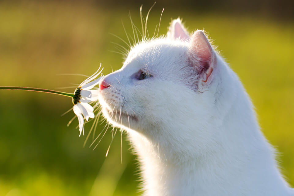 Comment un chat peut repousser l'énergie négative ? - WeMystic France